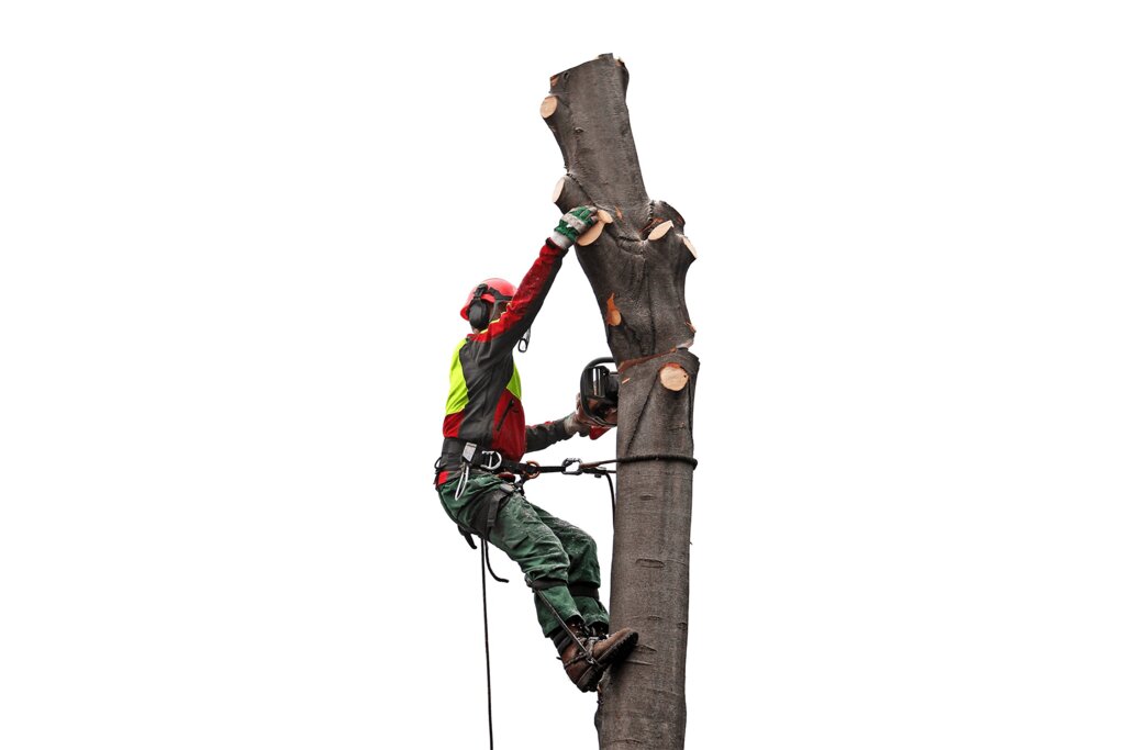 Bahçe ekipmanları ve teknolojileri Appalachian Tree Service, Kennesaw, foto