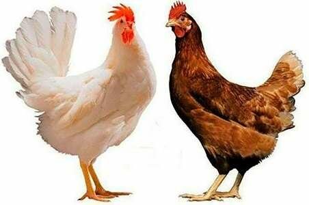Tarım ürünleri firmaları ЛПХ Табунцы, Rostovskaya oblastı, foto