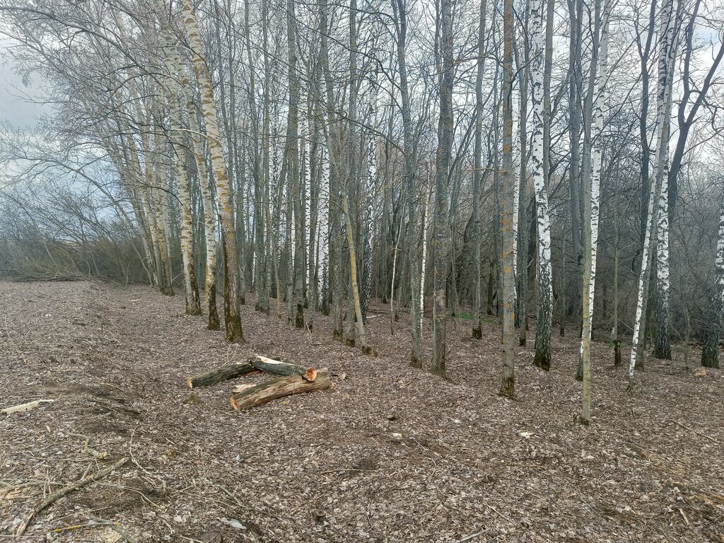 Orman урочище Ямище, Belgorodskaya oblastı, foto