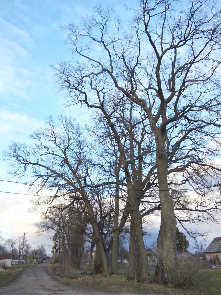 Doğa Дубовая аллея усадьбы Анташи, Saint‑Petersburg ve Leningradskaya oblastı, foto