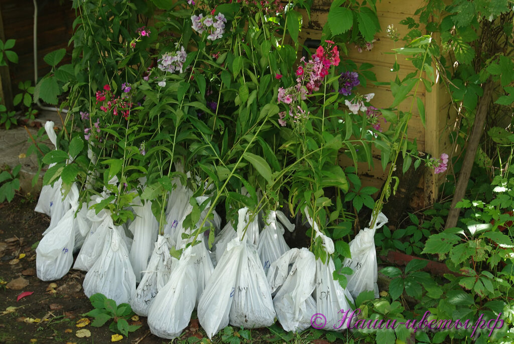 Sera ve bahçe ürünleri Питомник Наши Цветы, Koroliov, foto
