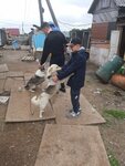 Добрые руки (Kolkhozniy Lane No:1, village Novomikhaylovka), hayvan barınakları, kulüpleri ve otelleri  Tomskaya oblastından