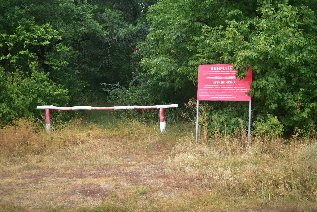 Orman Молдавский лес, Belgorodskaya oblastı, foto