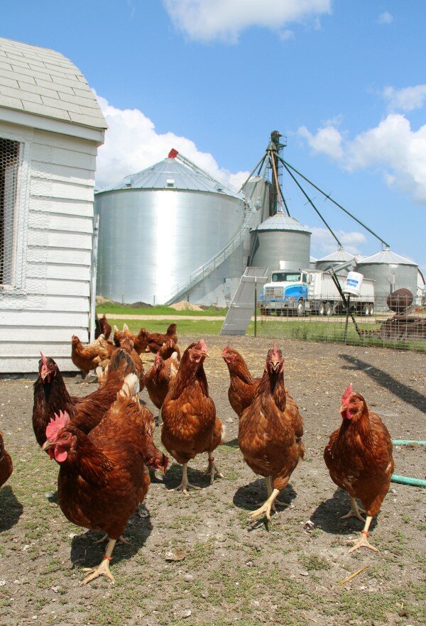 Hediyelik eşya mağazaları Prairie Pride Farm of Minnesota, Mankato, foto