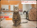 KoshkinDom (Kirova Street No:31), evcil hayvan kuaförleri  Novokuznetsk'ten