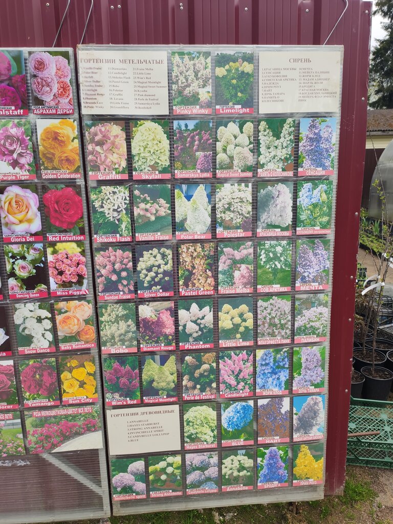 Fidan yetiştiriciliği Растения для сада, Saint‑Petersburg ve Leningradskaya oblastı, foto