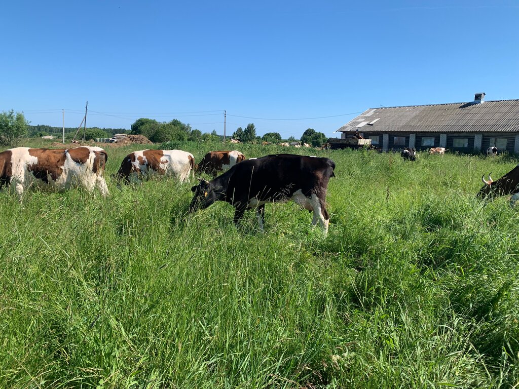 Tarım firmaları Молочно-товарная ферма, Tverskaya oblastı, foto