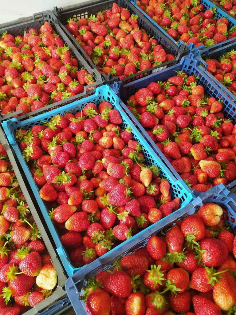 Toptan gıda mağazaları Morus Mart, Dolgoprudny, foto