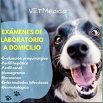 Veterinaria a domicilio Fabiola González (Región del Biobío, Comuna de Concepción, Concepción, Ejército), veteriner klinikleri  Concepcion'dan