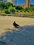 Bench (Moscow Region, Leninskiy City District, Vidnoye, 2-y mikrorayon), bank  Vidnoye'den