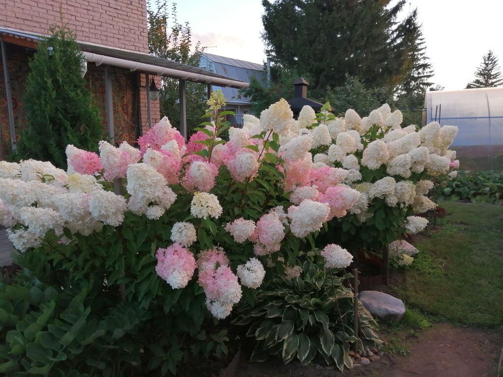 Bahçecilik dernekleri ve kuruluşları Мичуринец, Omsk, foto