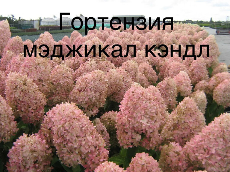 Fidan yetiştiriciliği Архиповский питомник, Saint‑Petersburg ve Leningradskaya oblastı, foto