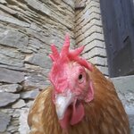 Tierarztpraxis - Dr. Stefanie Breidbach (Hesse, Hochtaunuskreis, Zeilstraße, 13), veteriner klinikleri  Hesse'den