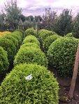 Garden Edem (Moscow Region, Krasnogorsk Urban District, Novorizhskoye shosse, 27-y kilometr, вл2), sera ve bahçe ürünleri  Moskova ve Moskovskaya oblastından