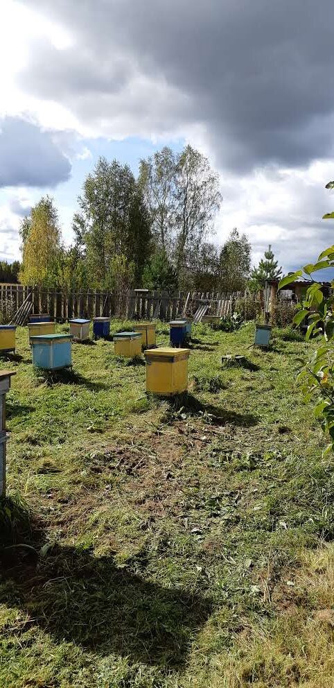 Bal ve arıcılık firmaları Частная пасека Василия Туранова, Udmurtiya, foto