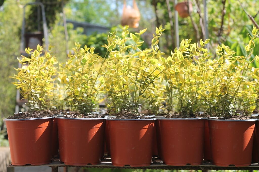 Fidan yetiştiriciliği Питомник растений, Krasnodarski krayı, foto