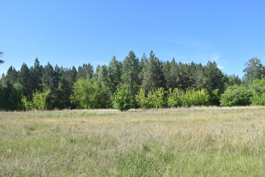 Doğa Сосновый бор М.В. Пудовкина, Orenburgskaya oblastı, foto