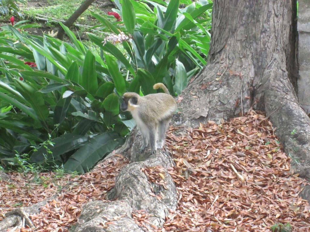 Otel Dover Woods Guest House, Dünya, foto