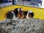 Il Tuo Pet Store (Calabria, Reggio di Calabria, Via Nazionale, 166), akvaryumlar  Basilicata'dan