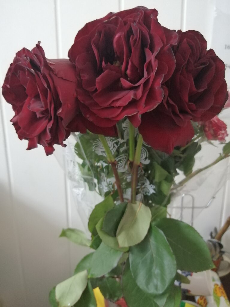 Çiçekçiler Магазин цветов, Cheboksary, foto