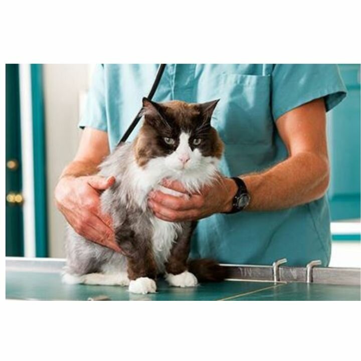 Petshop SPA Tu Perro SPA Tu Gato, Bogota, foto