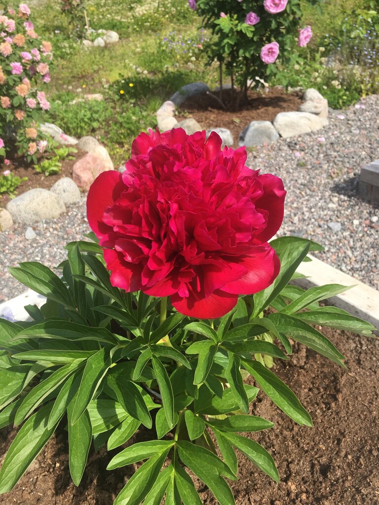 Sera ve bahçe ürünleri Garden Flora, Nijegorodskaya oblastı, foto