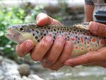 Troticoltura Damiani (Tuscany, Massa-Carrara, Via Provinciale Sud), hayvancılık  Toskana'dan