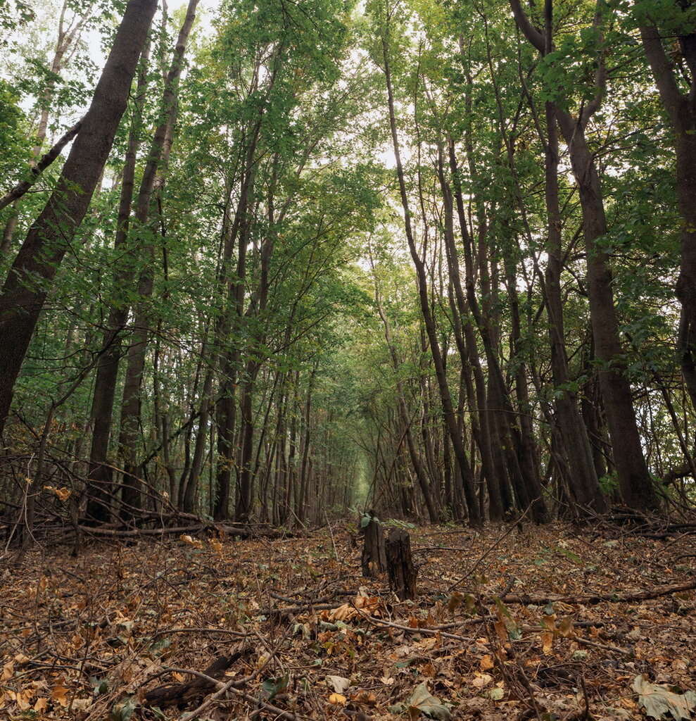 Doğa koruma alanı урочище Долгое, Belgorodskaya oblastı, foto