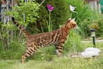 Viola Alba, Bengal cattery (Belorechenskaya Street No:21), evcil hayvan yetiştiricileri  Moskova'dan