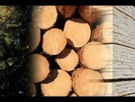 Kaml & Huber Säge- und VertriebsGmbH & Co Kg (Styria, Liezen, Bärndorf, 87), ahşap endüstrisi  Steiermark'tan
