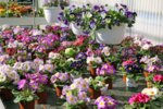 Luzerner Garten AG (Luzern, Adligenswilerstrasse, 113), sera ve bahçe ürünleri  Lucerne'den