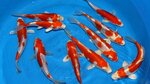 Super Koi Havedamscenter (Zealand, Roskilde Municipality, Koldekildevej, 15), bahçe ekipmanları ve teknolojileri  Zelanda'dan