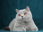 From Stevenshire Bsh Cattery (Politekhnicheskaya Street No:17к3), evcil hayvan yetiştiricileri  Saint‑Petersburg'dan