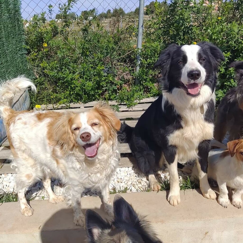 Evcil hayvan yetiştiricileri Guardería Canina Villa Perruana, Valensiya, foto
