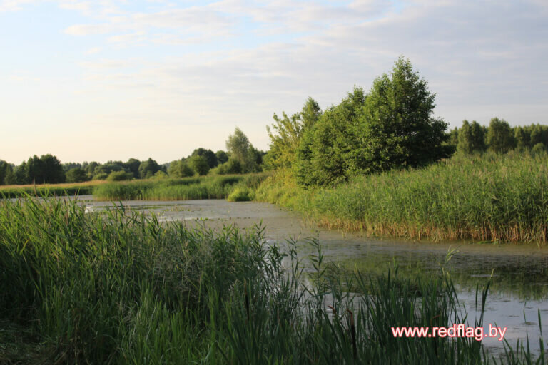 Piknik alanı Зона отдыха на р. Турья, Mogiliovskaya oblastı, foto