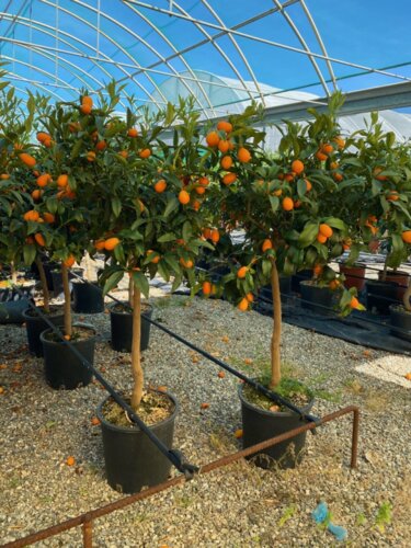 Vivai Costantino, agricultural machinery, equipment, Sicily, Messina ...