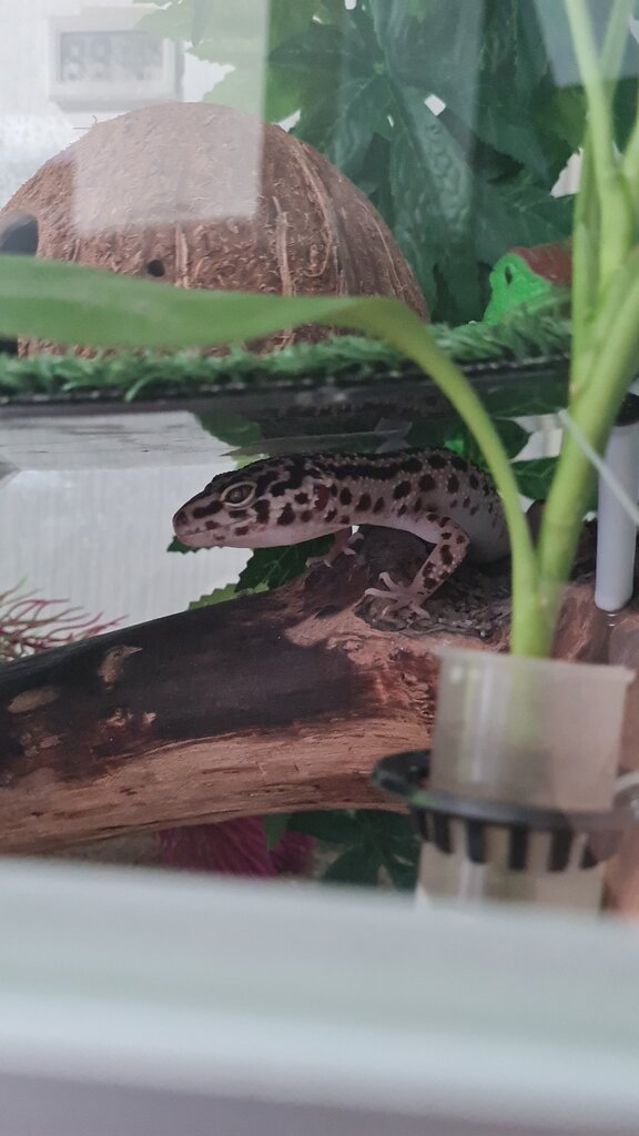 Akvaryumlar AquaInterio, Saint‑Petersburg, foto