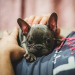 French Bulldog Kennel (Chetvyortaya ulitsa No:10А, Olgino Microdistrict), evcil hayvan yetiştiricileri  Balaşiha'dan