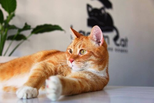 Lagom Cat, pet hotel, Saint Petersburg, Kadetskaya Line, 5к2Д — Yandex Maps