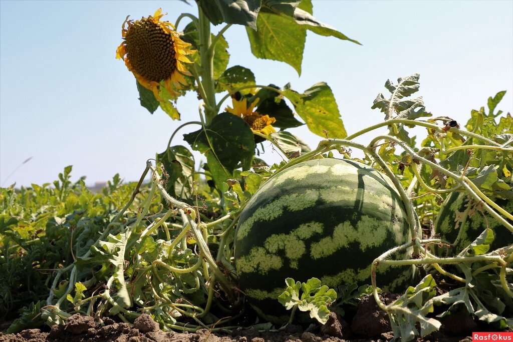 Bahçe Watermelon Garden, Kostanay eyaleti, foto