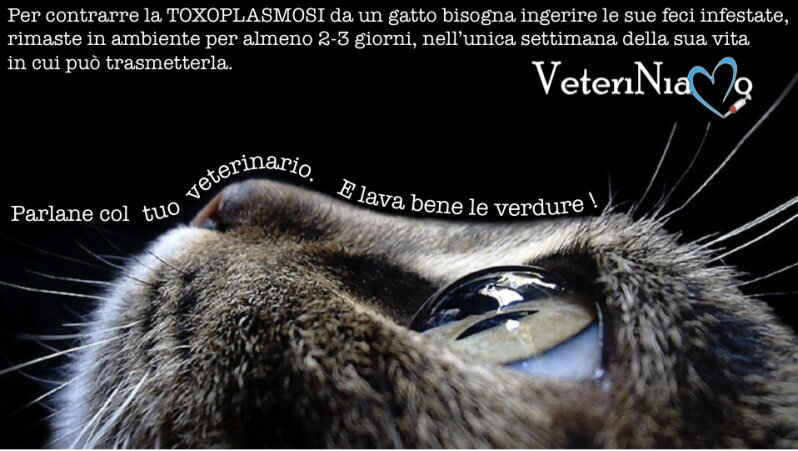 Tıbbi laboratuvarlar Ambulatorio Veterinario Dott. ssa Rosaria Magrì, Katanya, foto