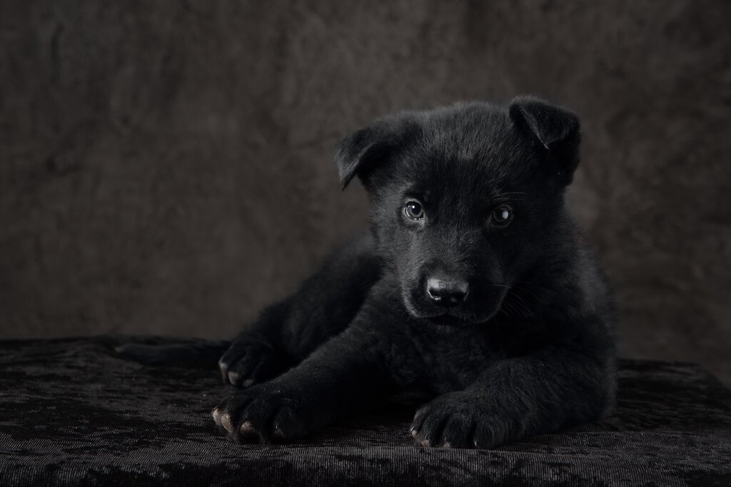 Evcil hayvan yetiştiricileri Kennel Totemguard, Moskova ve Moskovskaya oblastı, foto