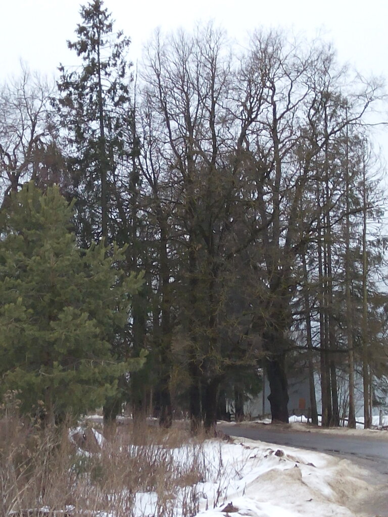 Doğa Въездная аллея усадьбы Сумино, Saint‑Petersburg ve Leningradskaya oblastı, foto