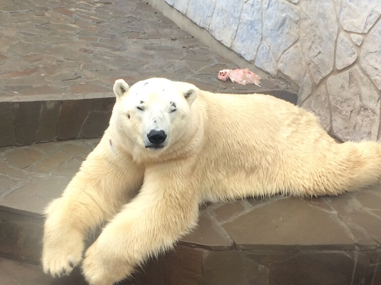 Hayvan muhafazaları Белые медведи, Rostov‑na‑Donu, foto