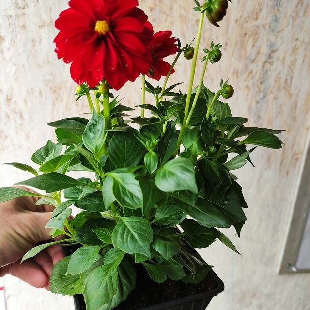 Fidan yetiştiriciliği Pitomnik cvetov, Moskova ve Moskovskaya oblastı, foto