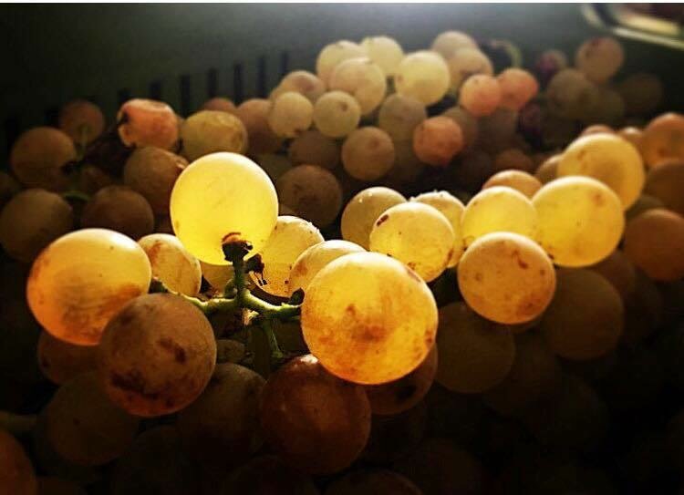 Tarım ürünleri firmaları Azienda Agricola Bio Vio, Ligurya, foto
