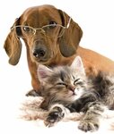 Veterinarny kabinet № 1 (Stepana Razina Street No:79), veteriner klinikleri  Yekaterinburg'dan