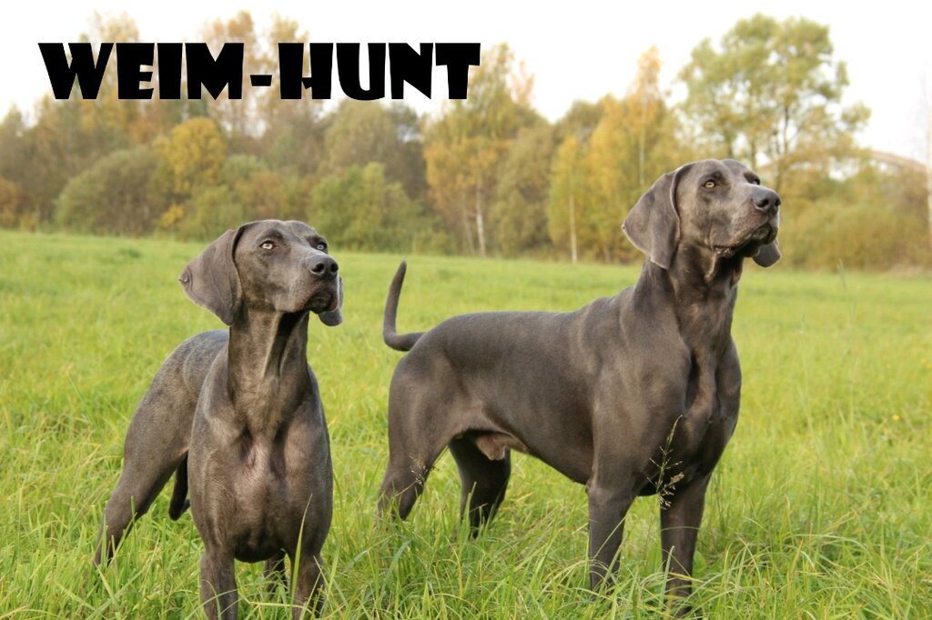 Evcil hayvan yetiştiricileri Weim-hunt.com, Moskova ve Moskovskaya oblastı, foto
