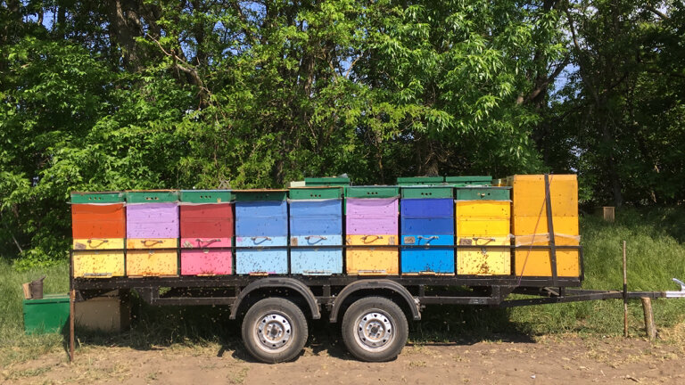 Hayvancılık firmaları Семейная пасека Сладкая жизнь, Krasnodarski krayı, foto