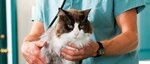 Clinica Veterinaria Lariana (Lombardy, Como), veteriner klinikleri